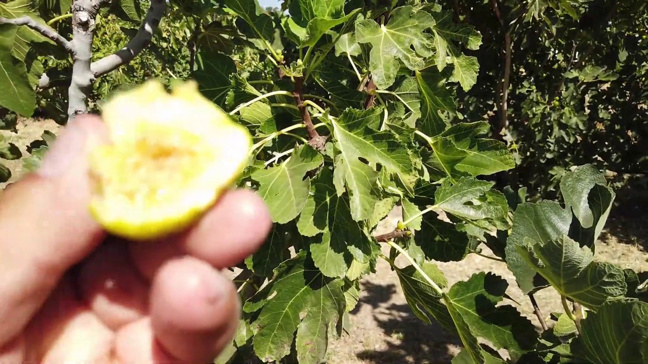 Breva de Galicia Fig - YouTube