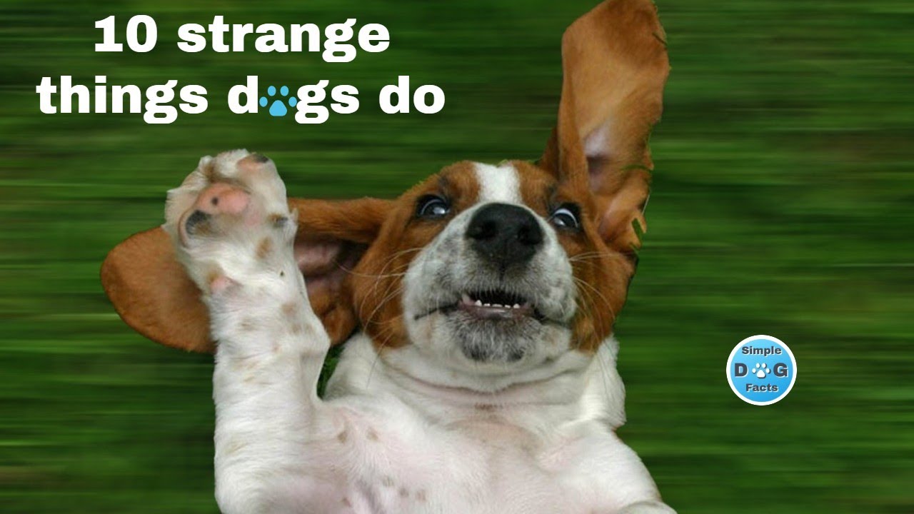 Top 10 Strange Dog Behavior Explained - YouTube