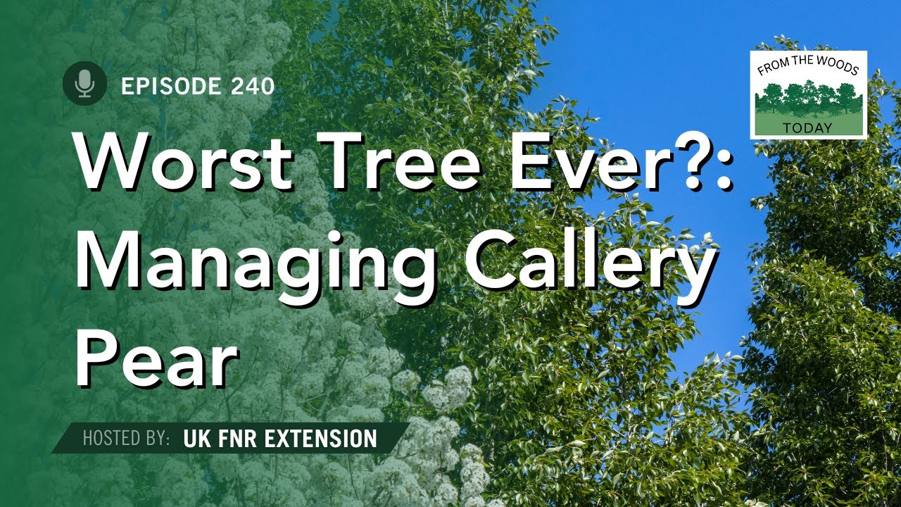 Worst Tree Ever - Managing Callery Pear - Episode 240 - YouTube