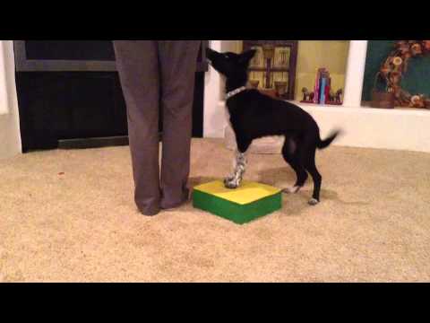 Perch work - YouTube