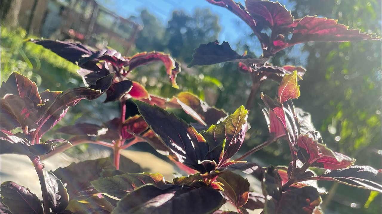 Uses for Purple Basil Opal Basil - Harvesting Basil | Drying Basil ...