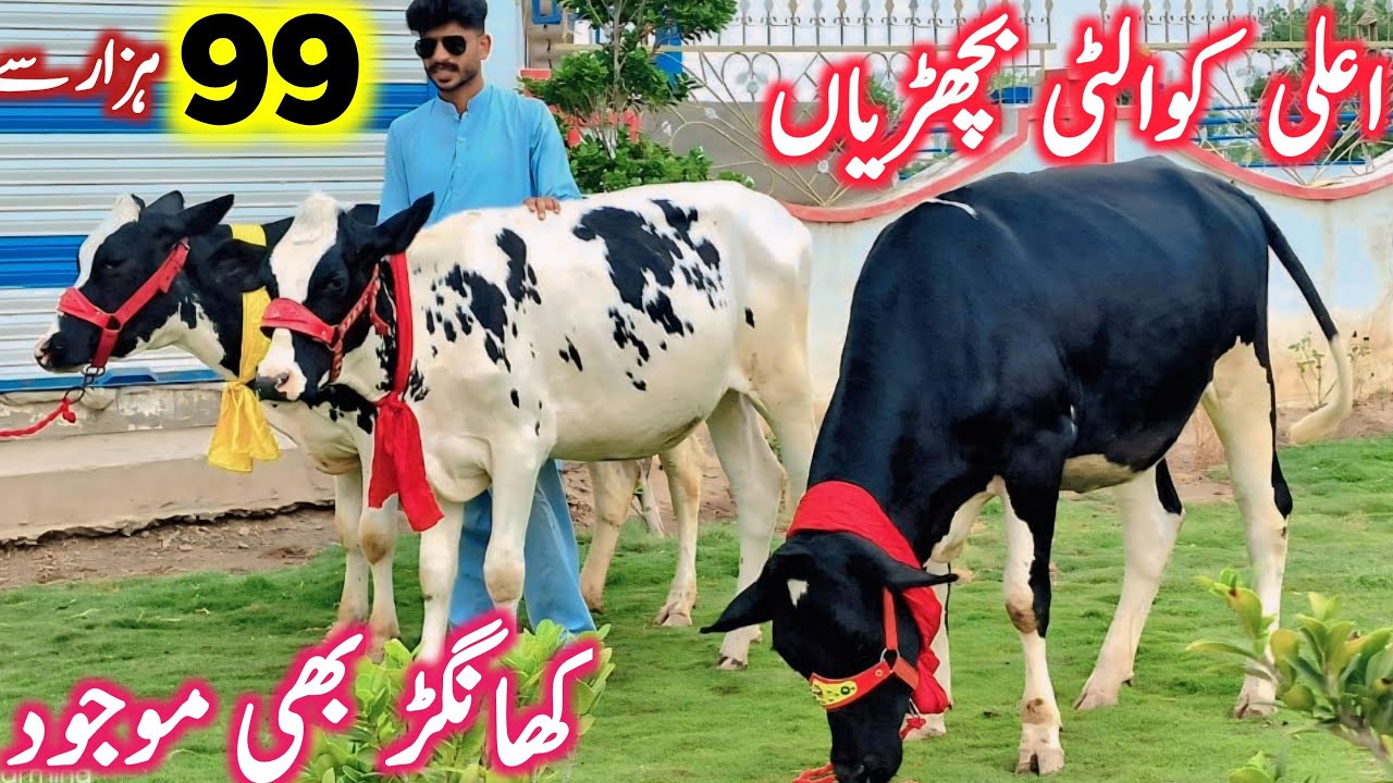 Australian Friesian Hiefers | Khangr Cow | Top Jersey Breeder || Global ...