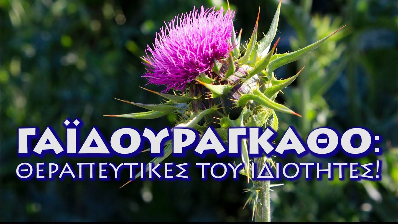 Γαϊδουράγκαθο! Οι θεραπευτικές του ιδιότητες! 1 Βίντεο. - YouTube
