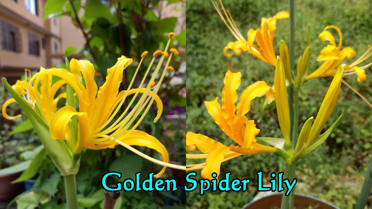 Golden Spider Lily - YouTube