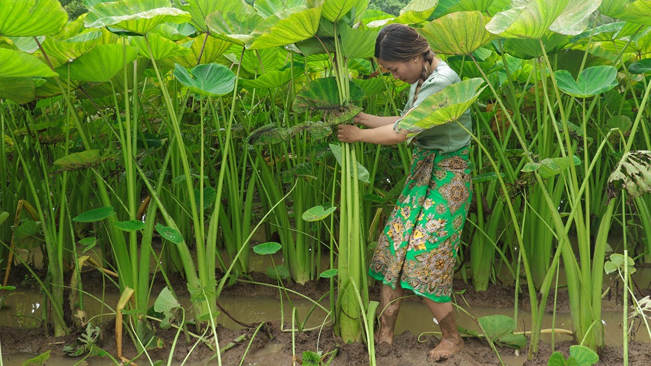 Taro leave Pickle and Taro leave sour soup - YouTube