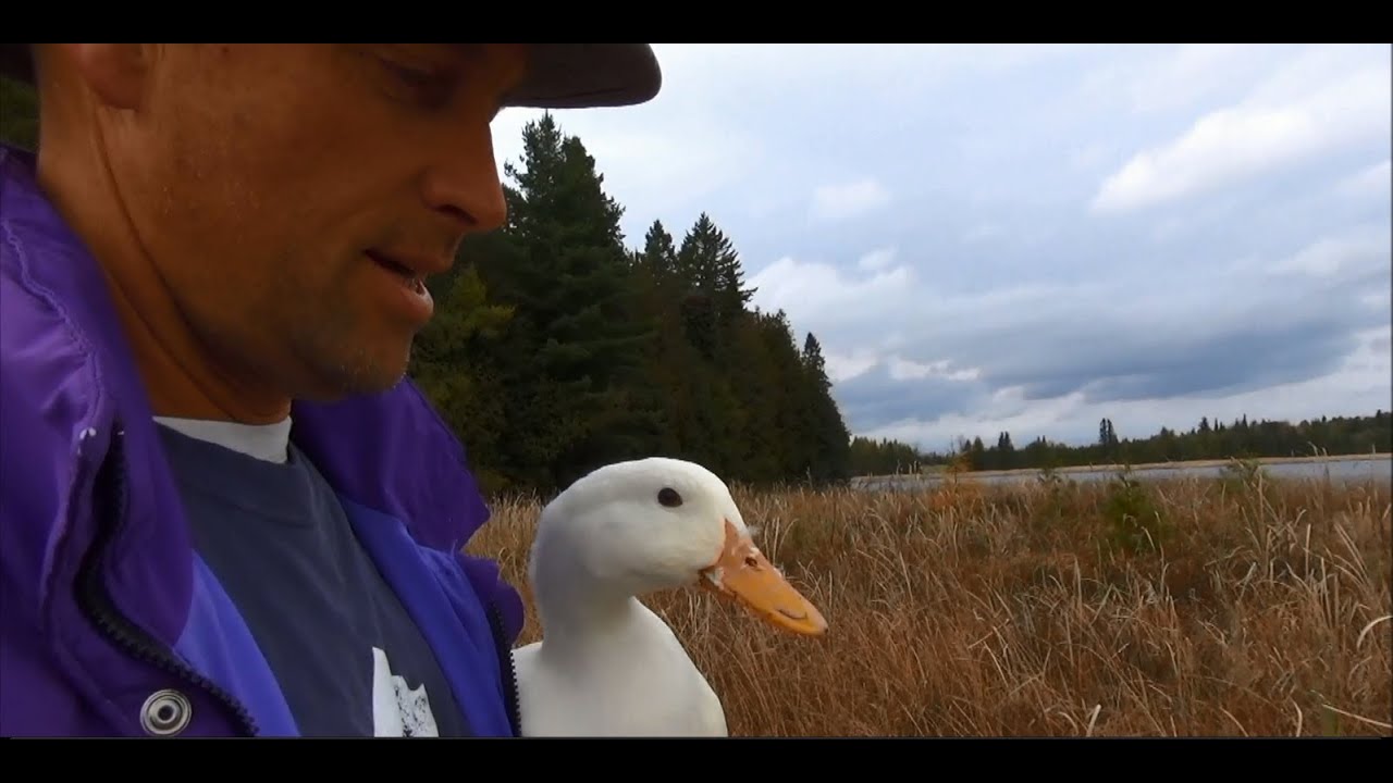 Afternoon Visit, Duck Calling, Mr. Gimp & Rocco Falling Off The Dock ...