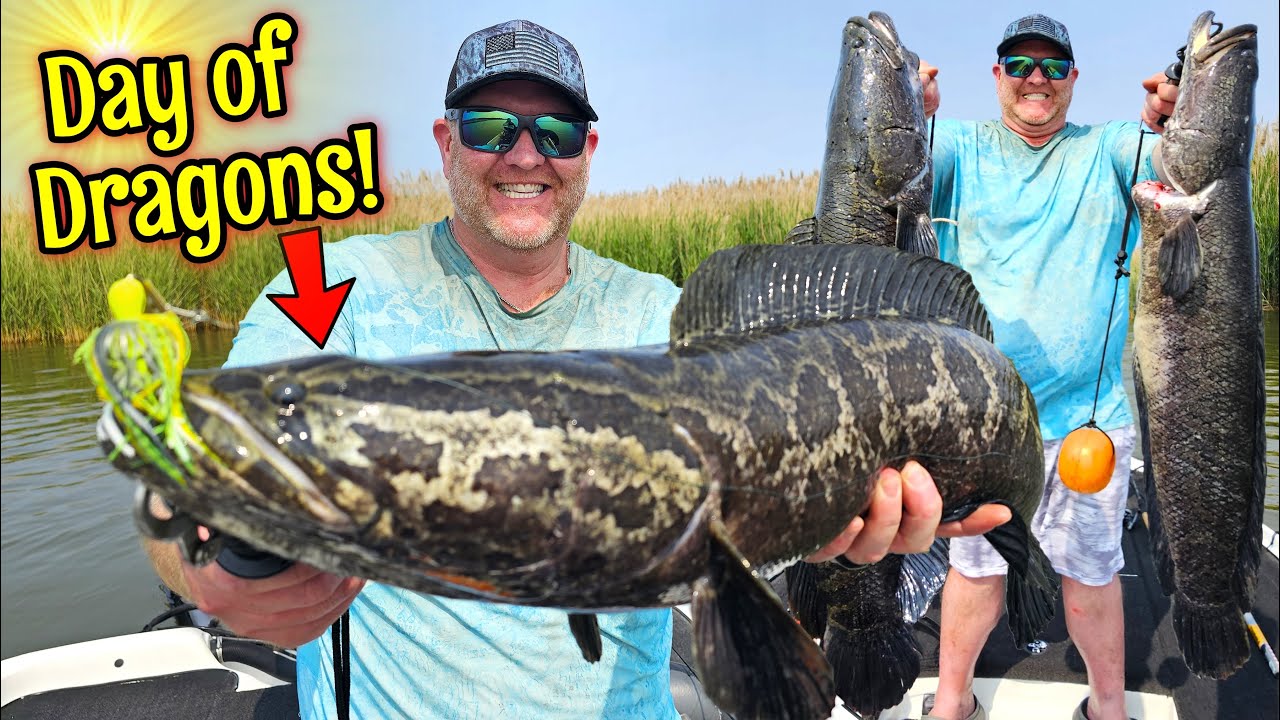 DAY of DRAGONS! Maryland Snakehead Fishing (Crazy Bite) - YouTube