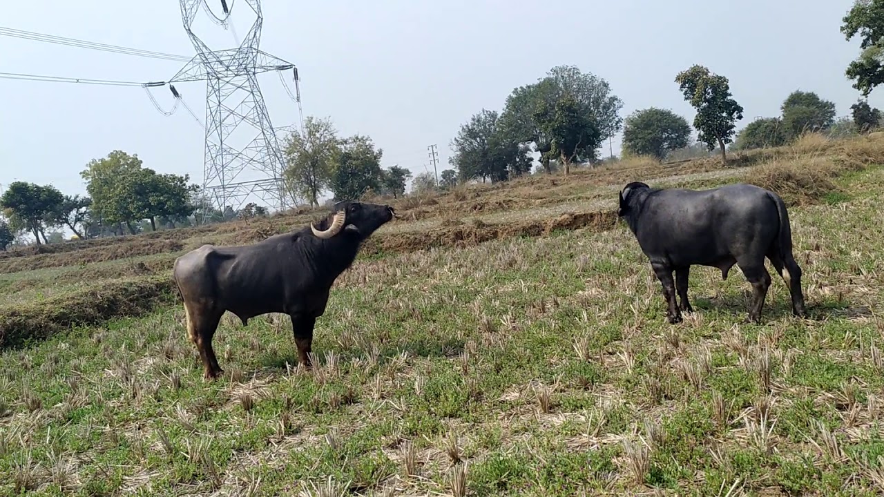 Tirora Ka Sher Kalu Buffalo Fight YouTube tirora-ka-sher-kalu-buffalo-fight-youtube