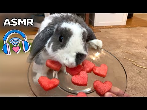 Bini tries watermelon heart shapes ASMR | Rabbit eats watermelon
