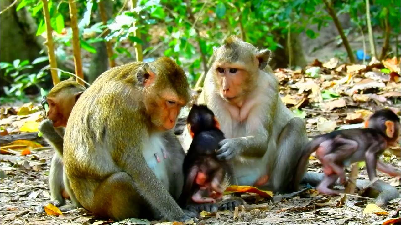 ADORABLE MONKEY-AWESOME MONKEY LIFE - YouTube