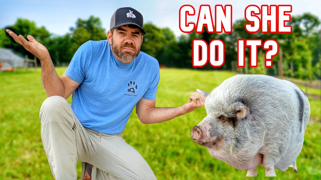 Can I Teach An Old Pig a New Trick? (If So, This Will Be Huge) - YouTube