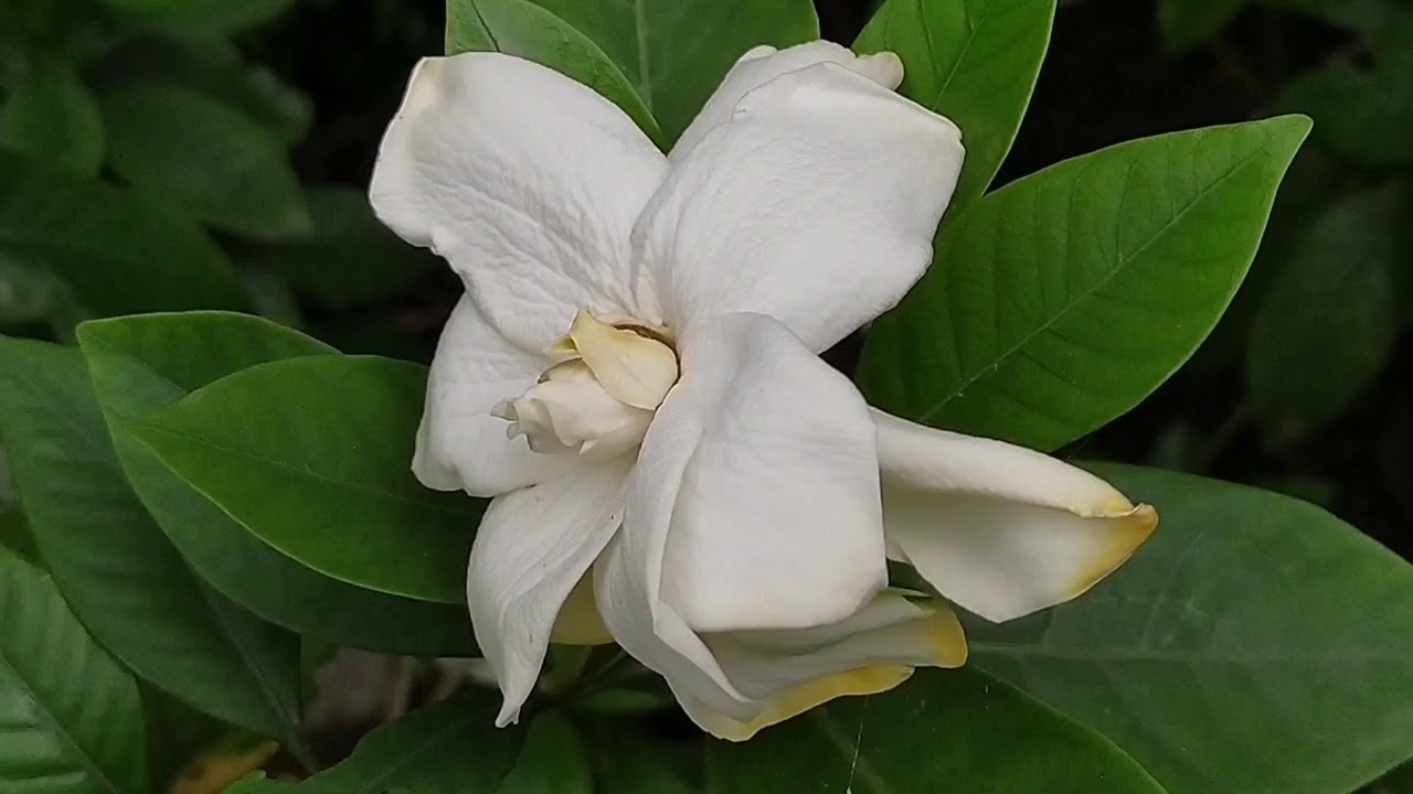 গন্ধরাজ। Gandharaja flower। সবচেয়ে সুগন্ধি ফুল। বাংলাদেশী ফুল। with ...
