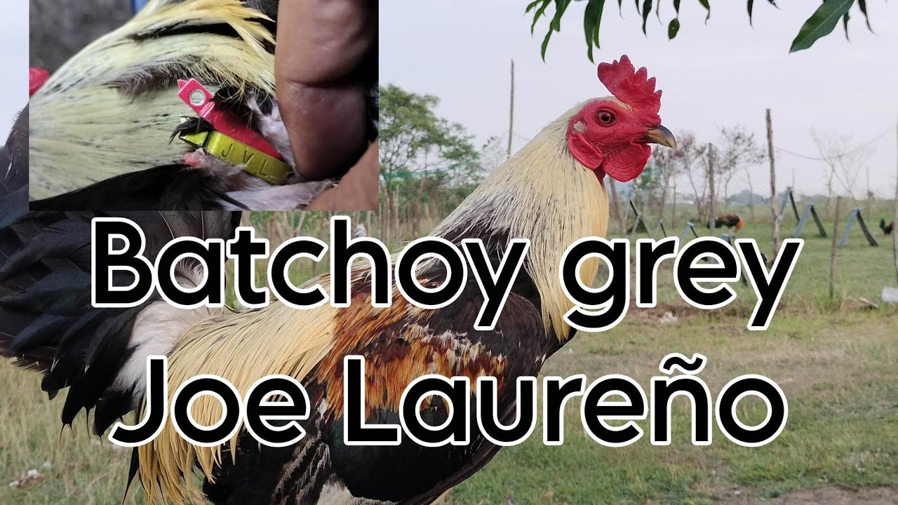 Sobrang lakas nito!!!!JVL Batchoy Grey - YouTube