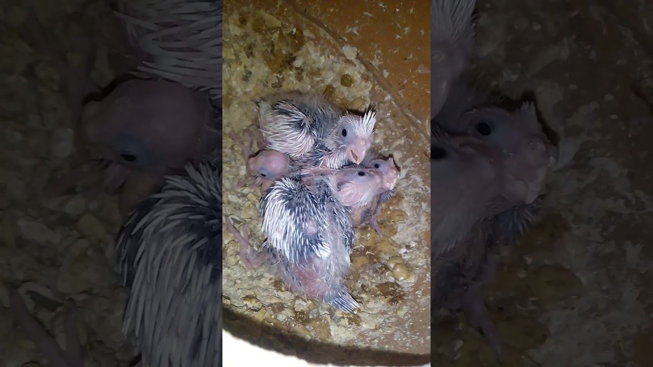 Jenis Minuman Khamar Bari