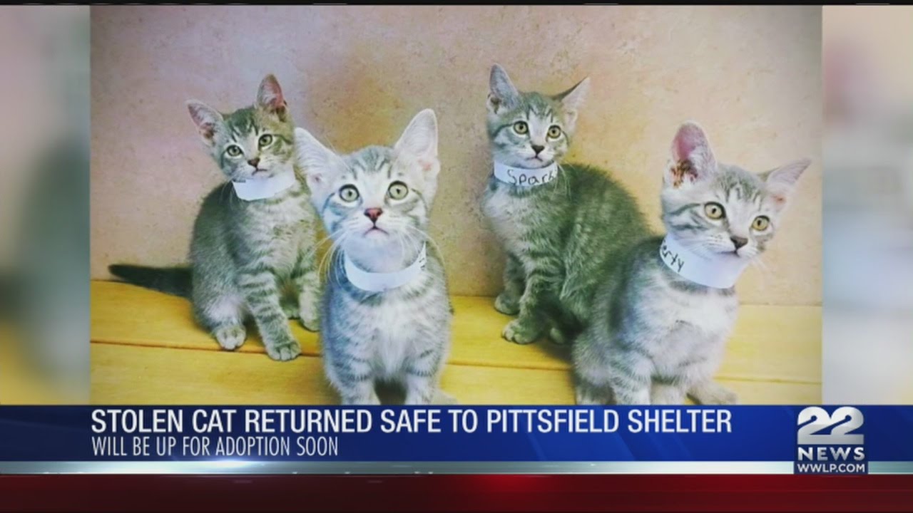 Stolen kitten returned to Pittsfield animal shelter - YouTube