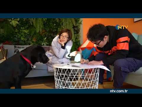 Köpekler için sinema salonu açıldı