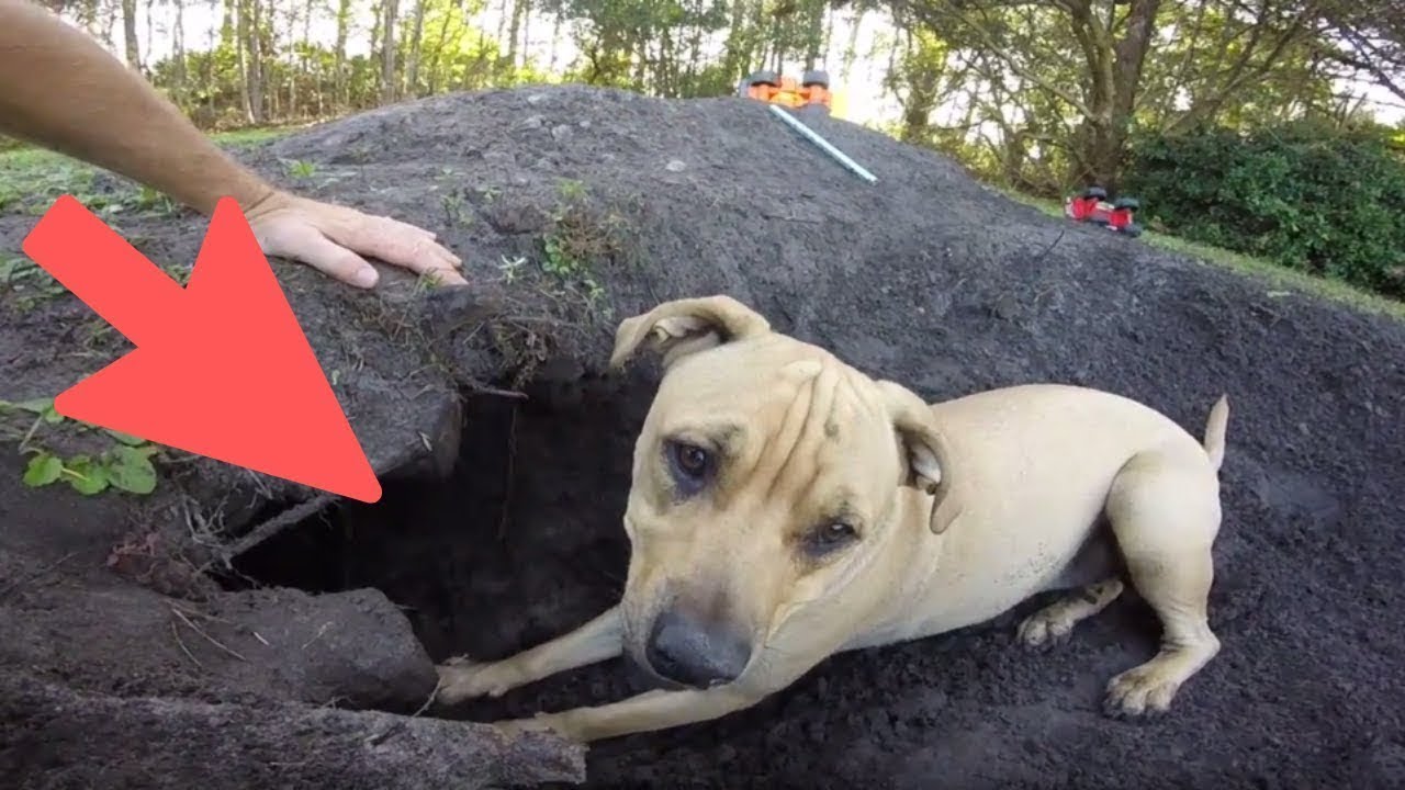 This Dog Digs Up $10M Worth Of Gold Coins In Neighbor’s Yard - YouTube