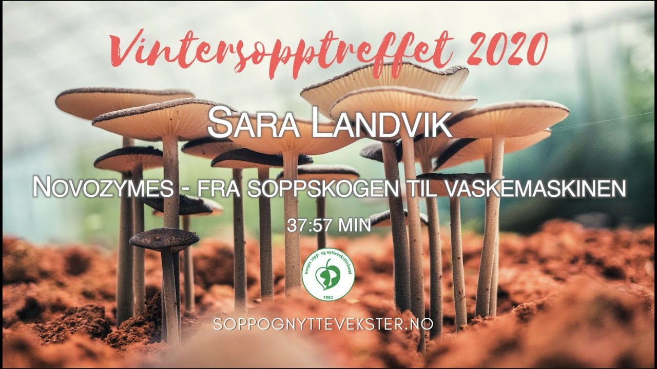 Novozymes | Fra Soppskogen til Vaskemaskin | Sara Landvik - YouTube