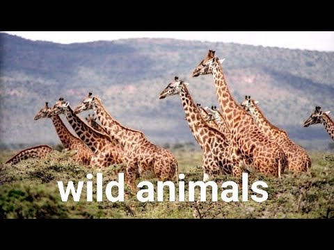 #wail animal#wildlife 4k#animal video# - YouTube