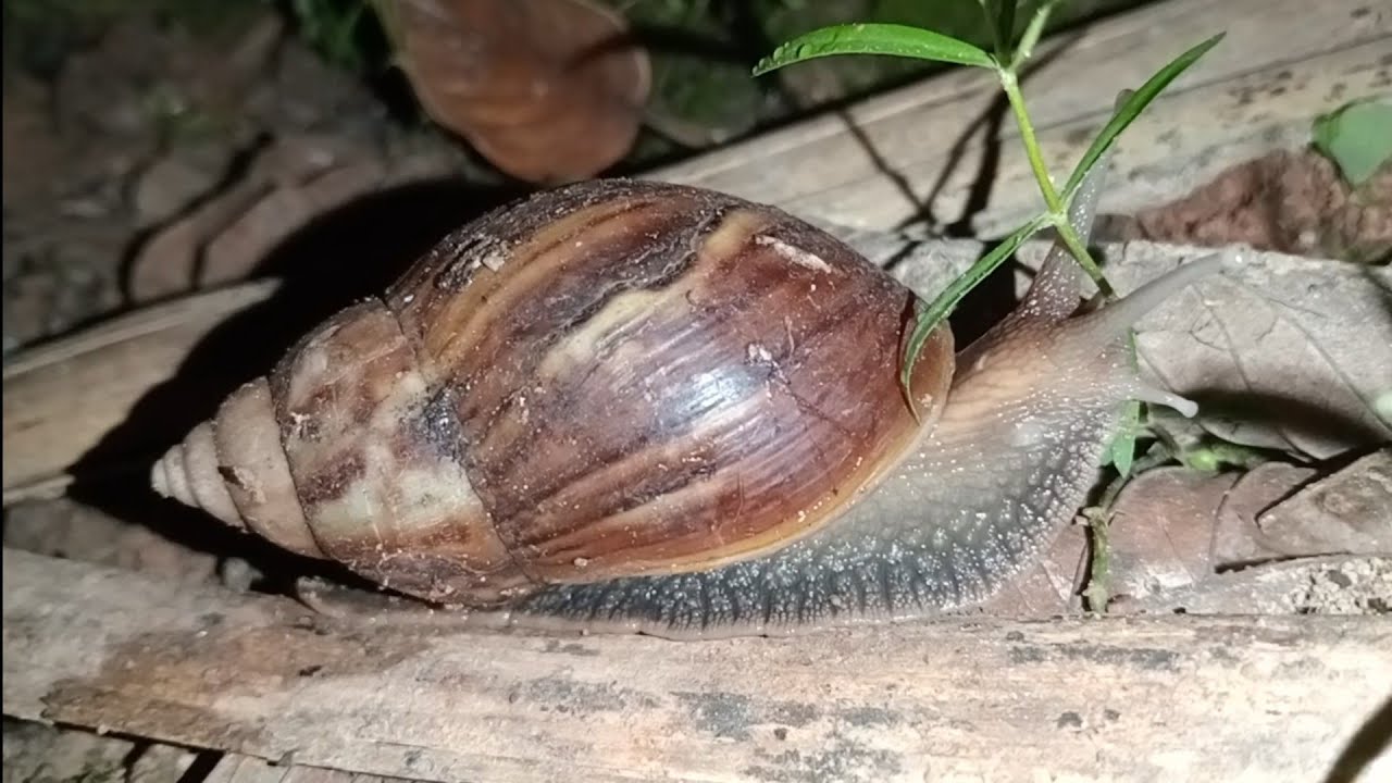 siput babi snails - YouTube