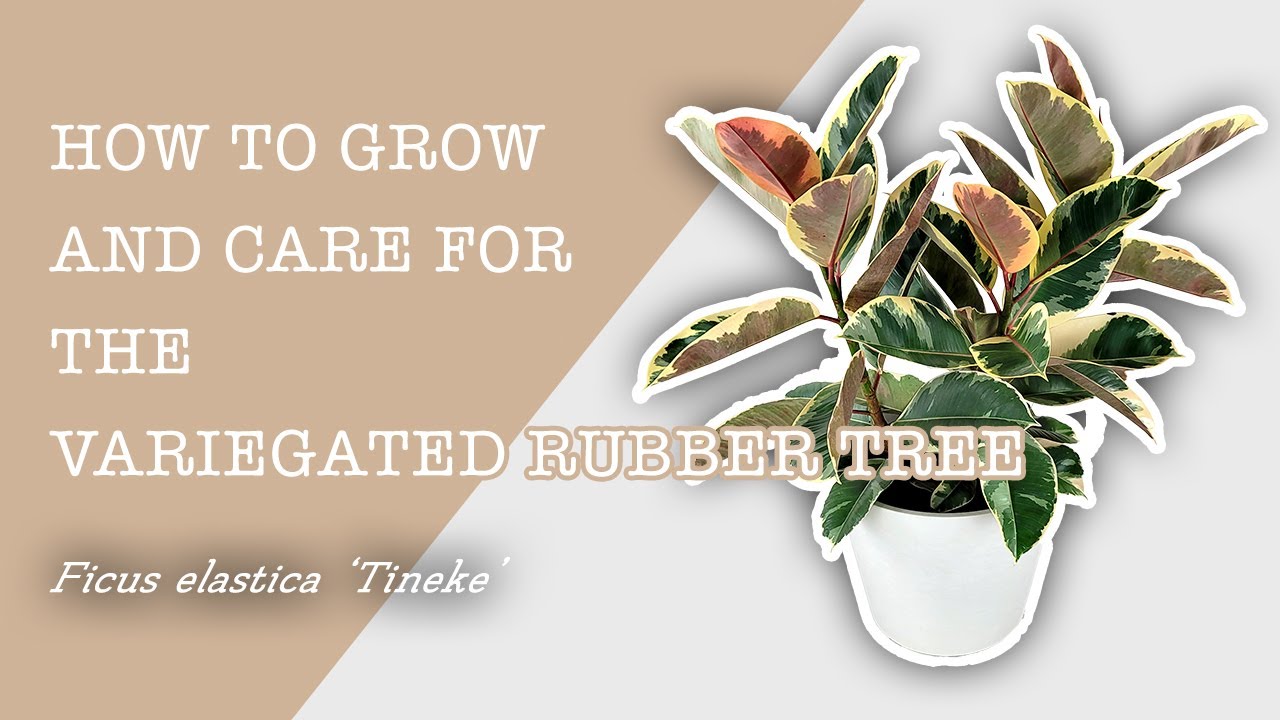 Growing & Caring For the Ficus Elastica Tineke (Variegated Rubber Tree ...