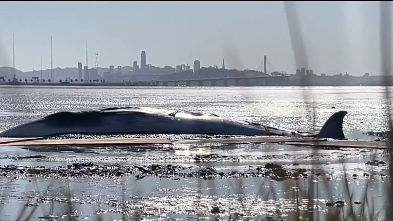 Stranded Minke whale euthanized following Emeryville sighting - YouTube