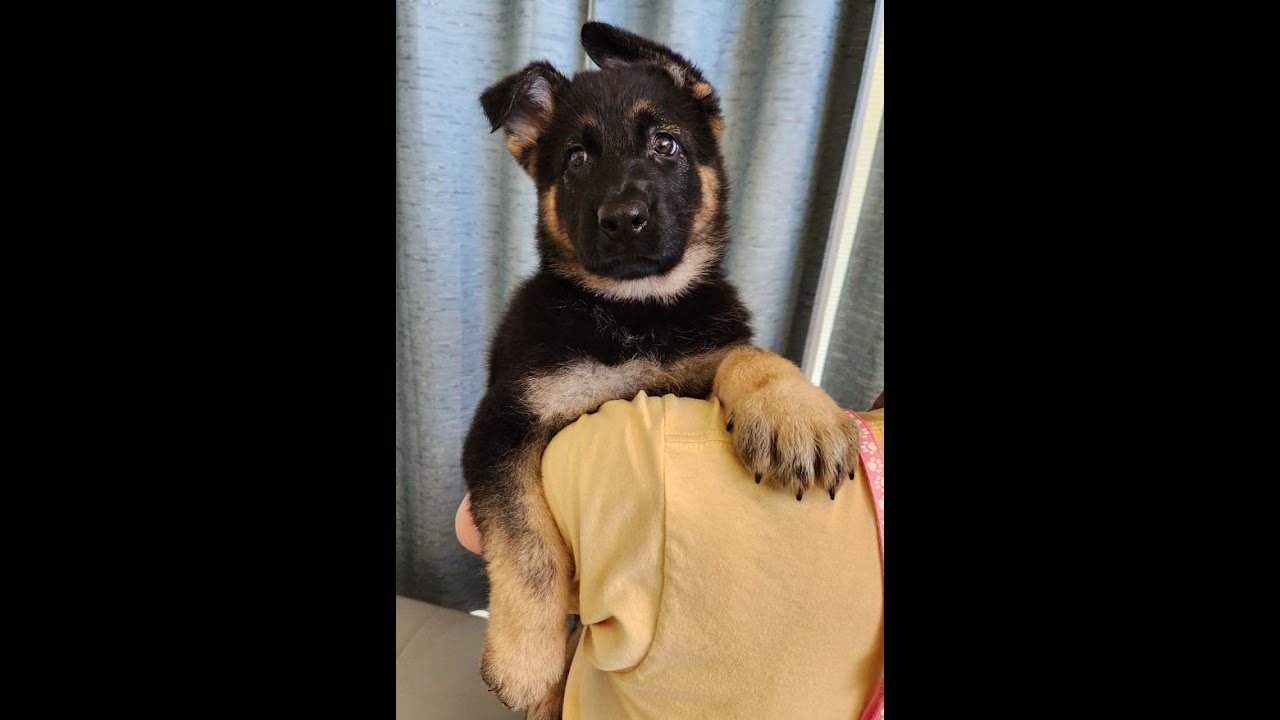 German Shepherd Puppies Week 7 - Southern Comfort Shepherds - YouTube