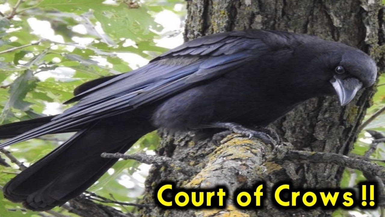 Courts of Crow#aik Admi - YouTube