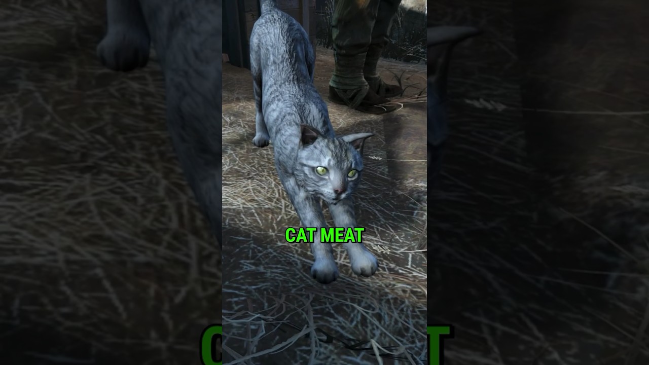 This Cat Trader Hides a Secret #fallout4 #Fallout #Shorts #fo4 #short ...