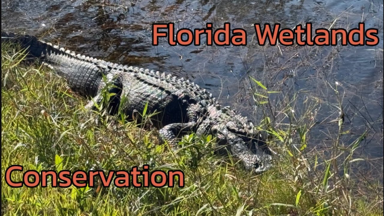 Florida Wetland Conservation bird migration and lazy gator - YouTube