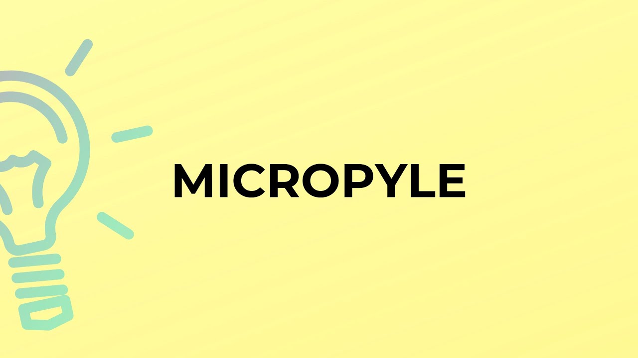 What is the meaning of the word MICROPYLE? - YouTube