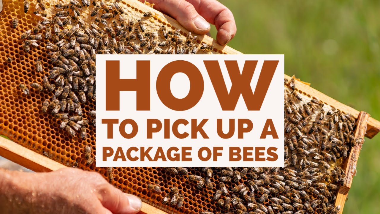 How to pick up a package of bees - YouTube