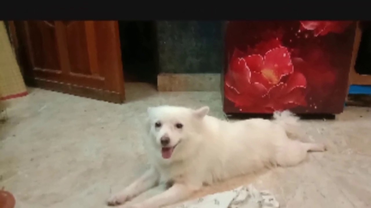 #germanshepherds# German Shepherd and Indian Spitz 🐕 - YouTube