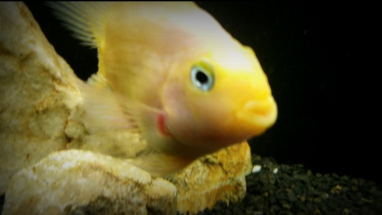 pez perico amarillo - YouTube