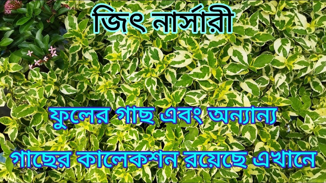 Flower Plant And Other Plants Are Available In This Nursery | Nursery ...