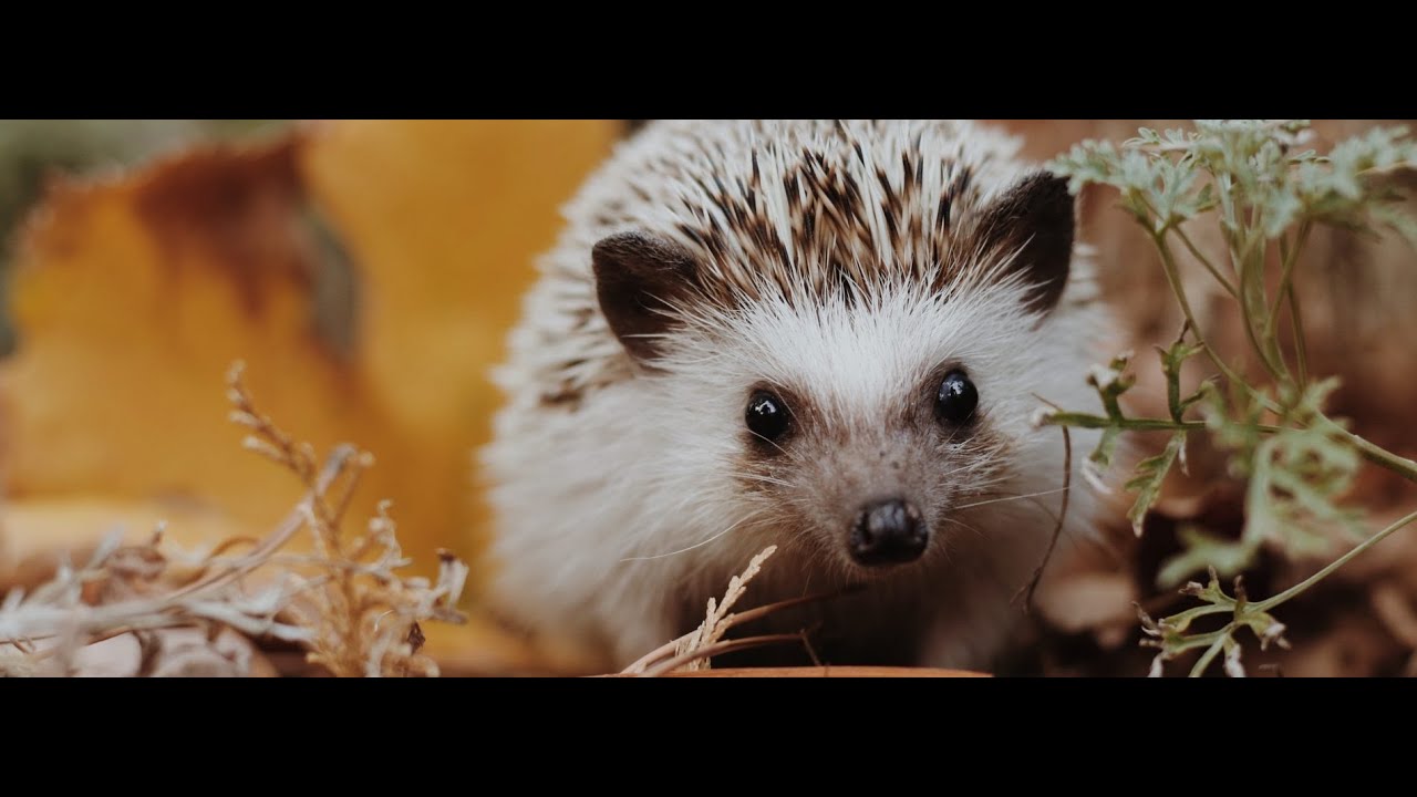 KİRPİLER NASIL HAYVANLARDIR? - YouTube