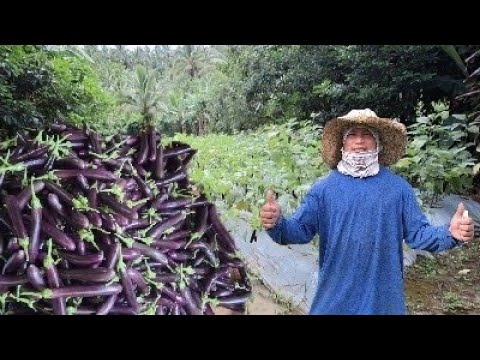 Day 2 sa paggawa ng tapahan + 14th harvest ng talong - YouTube