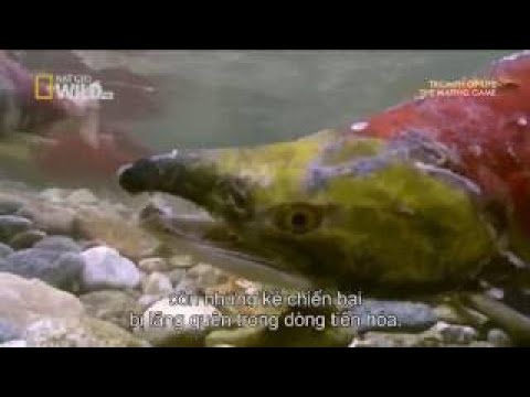 National Geographic Wild Triumph Of Life The Mating Game Wildlife ...