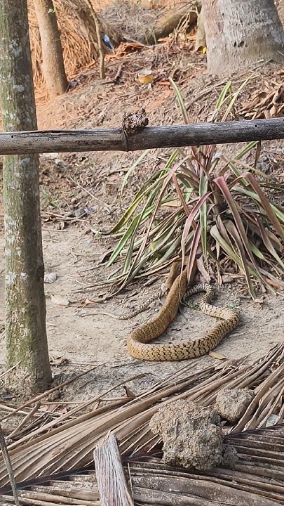 "Snake Eats Mouse Alive! Shocking Real Footage!"😱😱 - YouTube