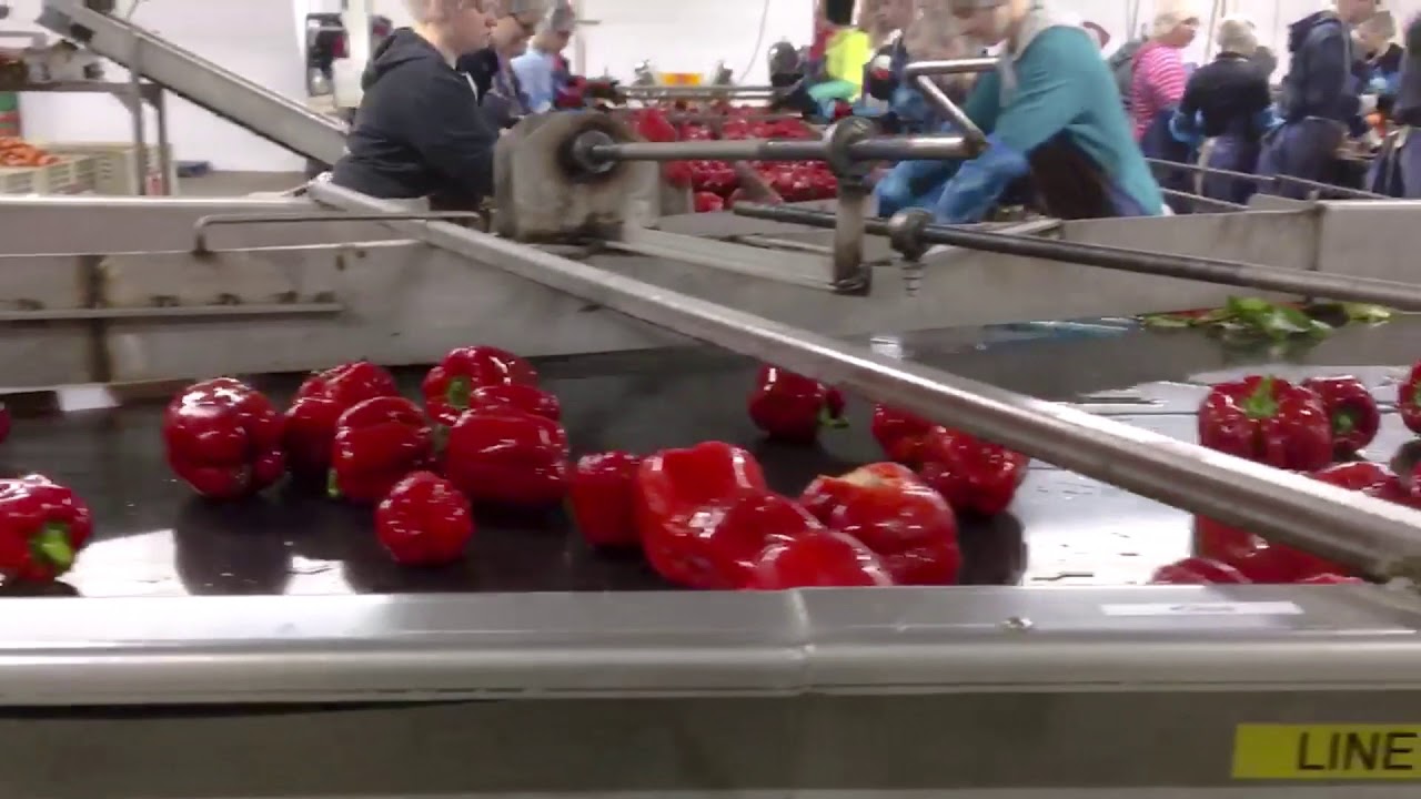 Bell Pepper Grading - YouTube
