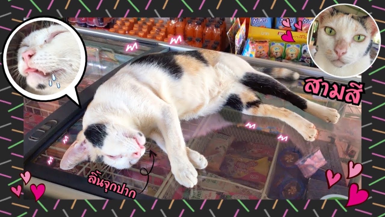 CAT || สามสีนอนหลับลิ้นจุกปาก || Aui & Cat - YouTube