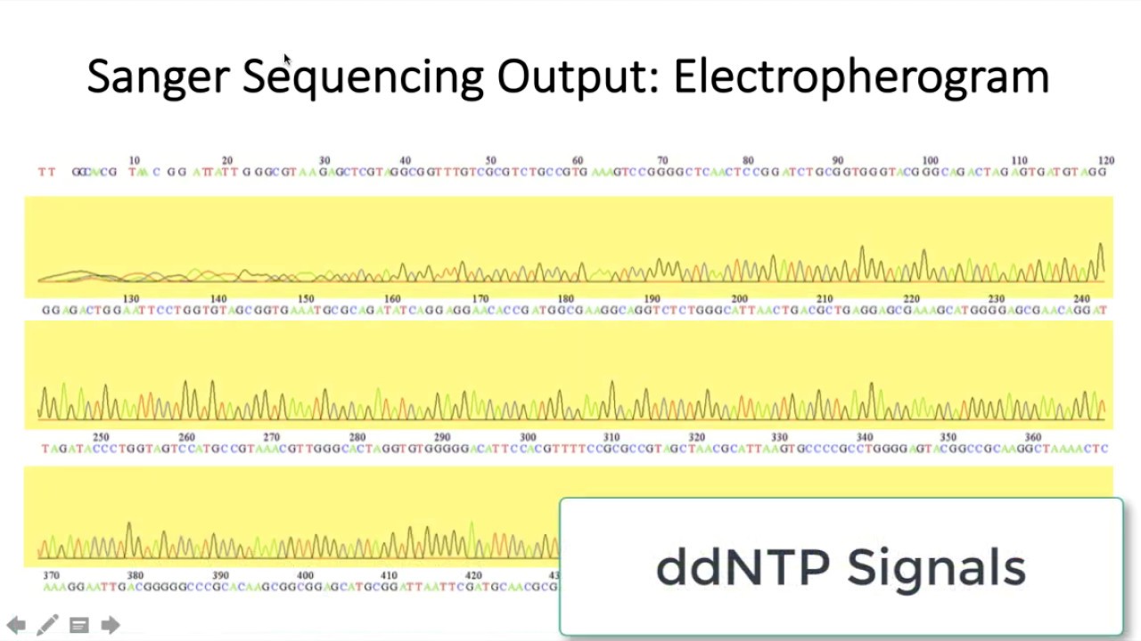 Tutorial: Trimming Sanger Sequences - YouTube