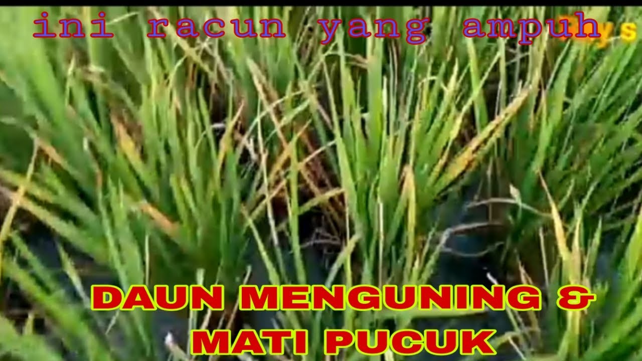 MENGATASI DAUN PADI MENGUNING - YouTube