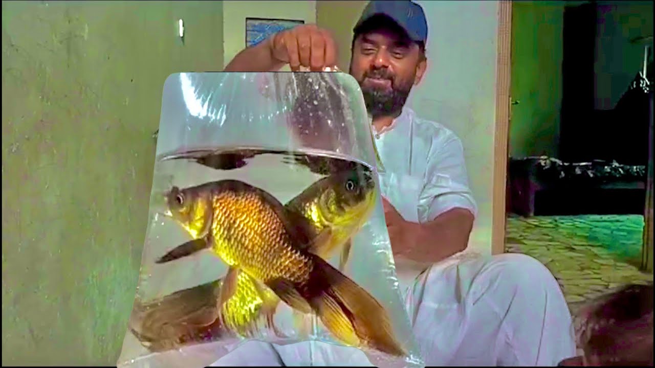 New fish lay a hain - YouTube