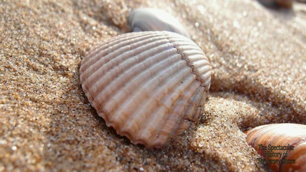 Wampum - Decorative Native American Shell Beads/Currency [?-1600s ...