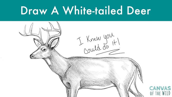 How To Draw A Mule Deer Step By Step Drawing Tutorials