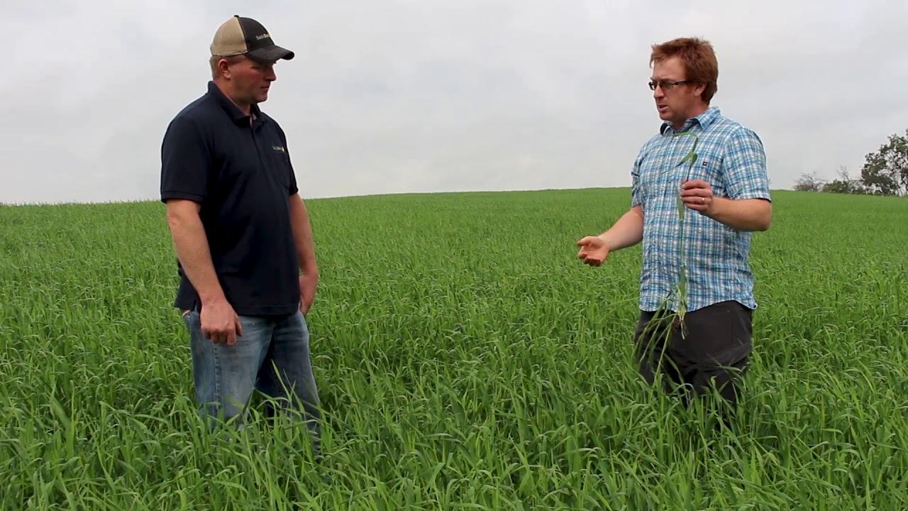 Determining fungicide timing for fusarium in barley - YouTube