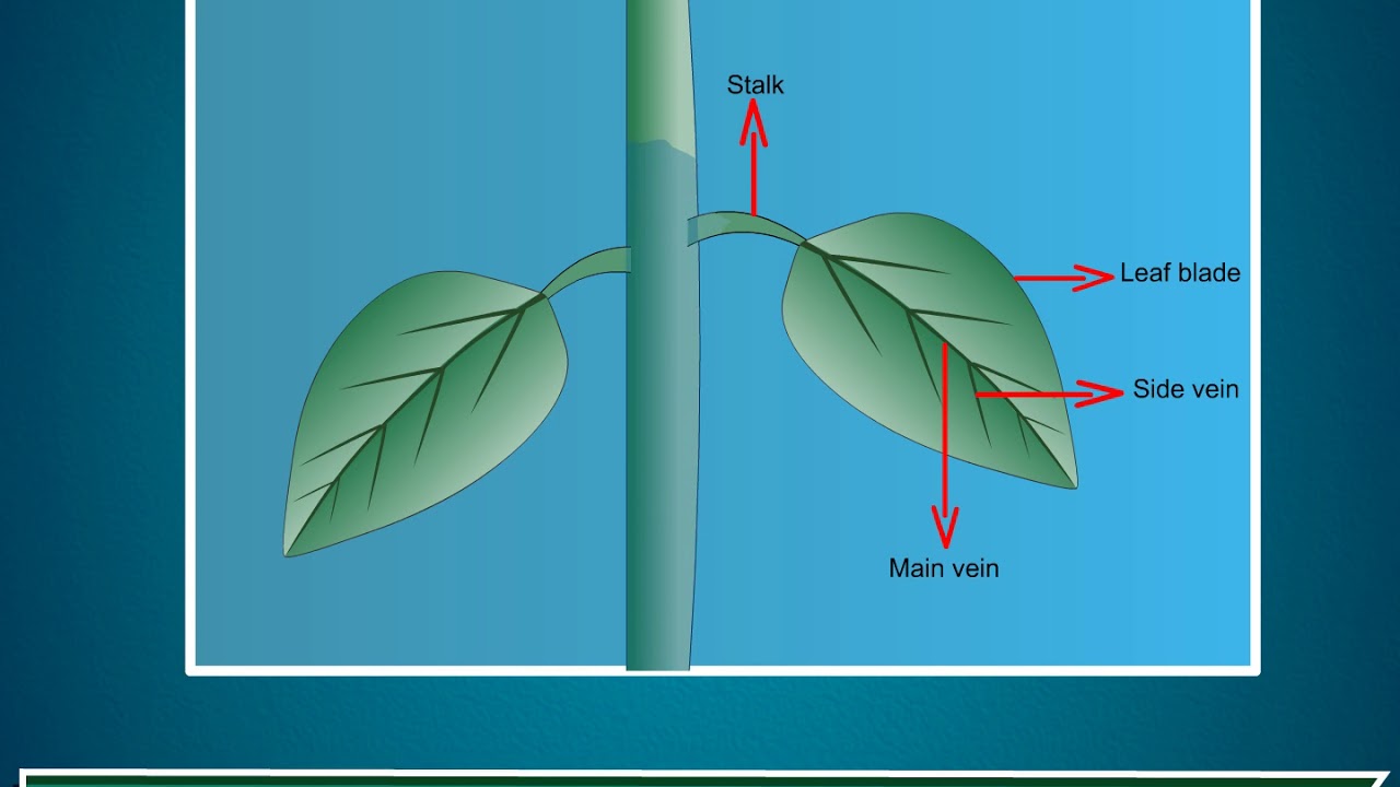 Parts Of A Leaf Science Class 4 YouTube Parts Of A Leaf Science Class 4 YouTube