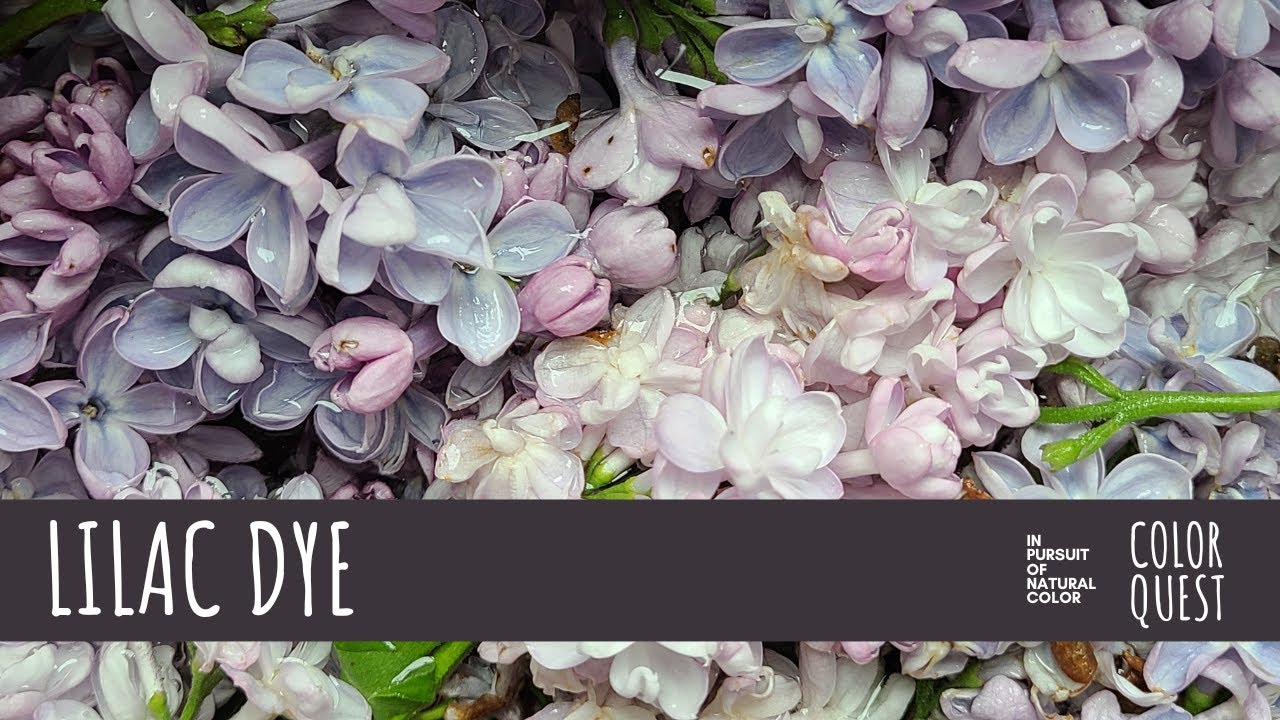 HOW TO MAKE NATURAL DYE WITH LILAC | ORGANIC COLOR | ORANGE PEACH GREEN ...