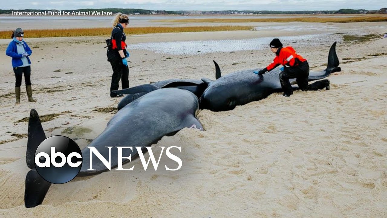Rescue efforts paused for several pilot whales stranded on beach - YouTube